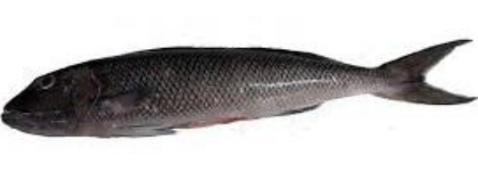 Green Job Fish – Emivista General Trading LLC