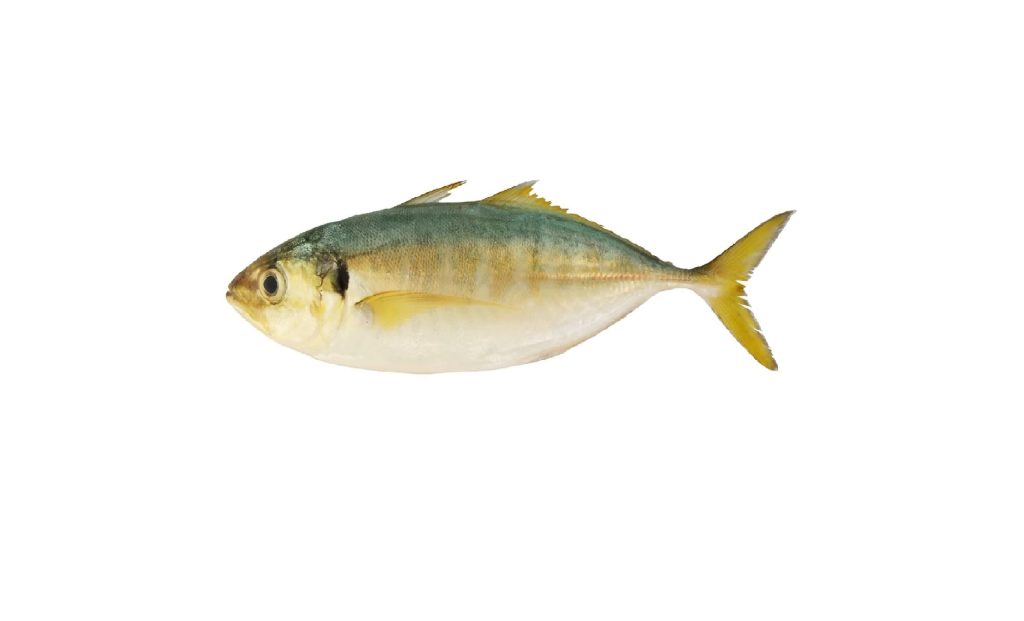 Selar Fish (Yellow scad fish) – Emivista General Trading LLC