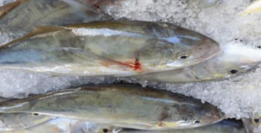 Yellow spotted Trevally – Emivista General Trading LLC