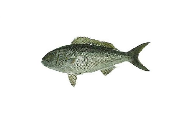 Green Job Fish – Emivista General Trading LLC